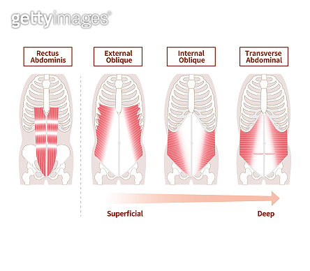 Illustration of positional structure and overlap of abdominal muscle ...