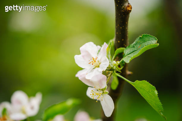 Apple tree with beautiful spring flowers on a natural background 이미지 ...