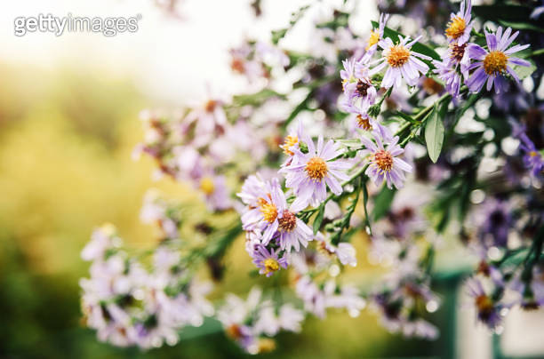 Spring flower close up photo. 이미지 (1369533592) - 게티이미지뱅크