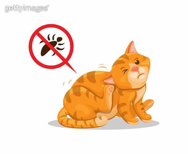 Cat itchy of lice. pet animal parasite skin problem cartoon ...