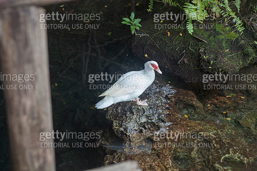 Muscovy Duck at Indigenous Eyes Ecological Park, Punta Cana, Dominican ...