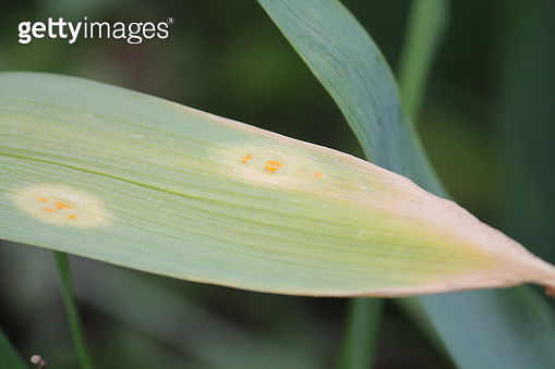 Onion rust (Puccinia allii). Symptoms of fungal disease of onion in ...