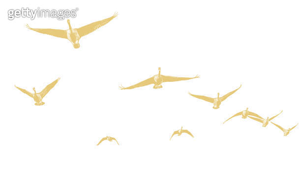 Canada Geese flying in V-formation (1429463099) 일러스트, 무료 일러스트 - 게티이미지뱅크