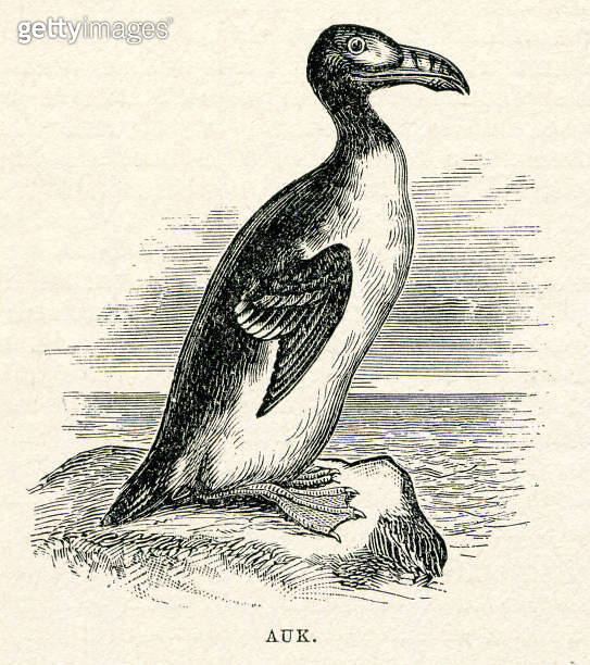 Great Auk extinct flightless bird drawing 1896 이미지 (1370703562) - 게티이미지뱅크