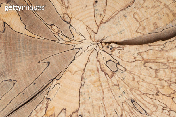 Abstract patterns revealed in the cross-sectional wood slice. Beech ...