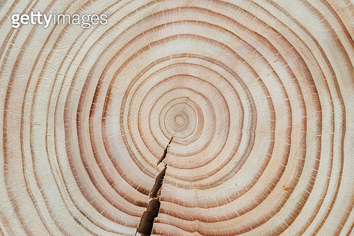 Douglas fir tree cross-section with crack and clearly visible annual ...