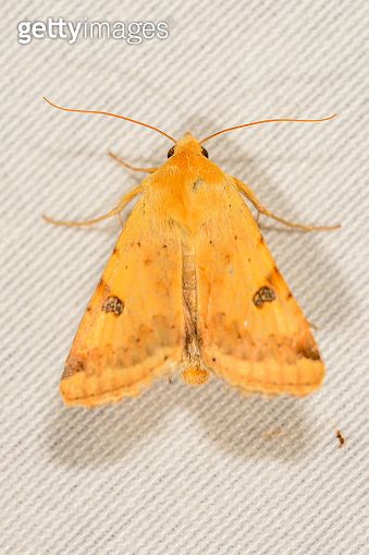 Heliothis peltigera, also known as bordered straw, is a species of moth ...