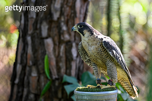 Falco peregrinus female or peregrine falcon, is a species of ...