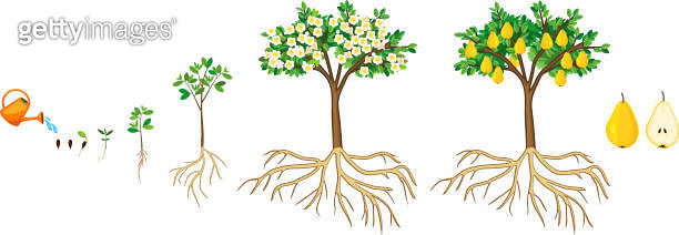 Life cycle of pear tree isolated on white background. Plant growing ...