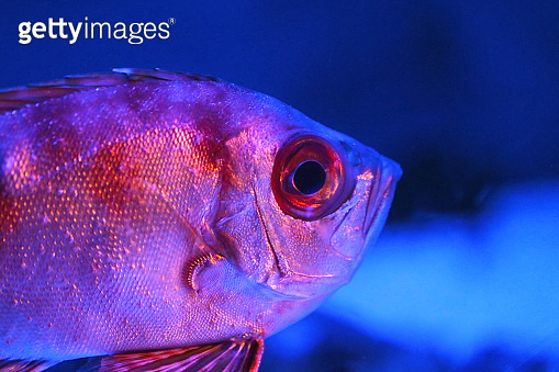 Red colored delicious fish "Longfinned bullseye (Cookeolus japonicus ...