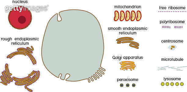 Educational game: assembling animal cell from ready-made components in ...