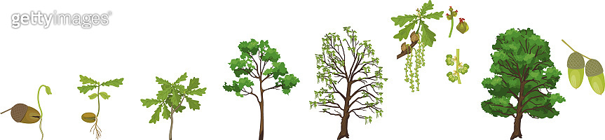Life cycle of oak tree with phenophases. Growth stages from acorn and ...