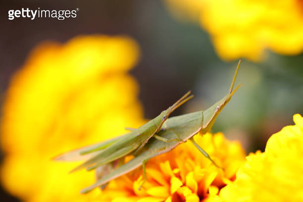 Female piggybacking male Onbu batta (Atractomorpha lata) grasshopper ...