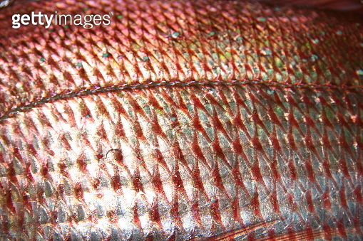 Red sea bream fish body scales closeup photography 이미지 (1362888238 ...