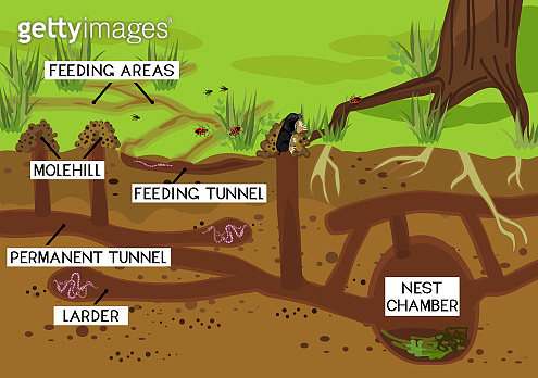 Scheme of structure of underground mole tunnels with earthworms and ...