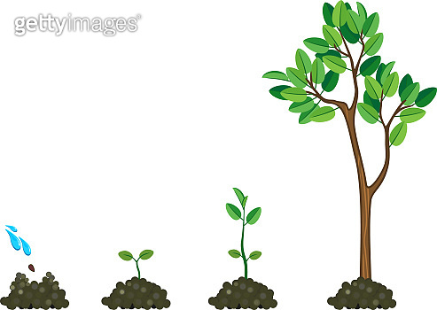 Life cycle of tree: from seed to large green tree. Stages of growth ...