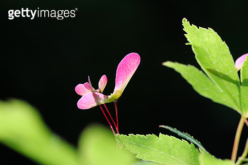 Propeller style young pink maple seeds on the branch. Close up macro ...