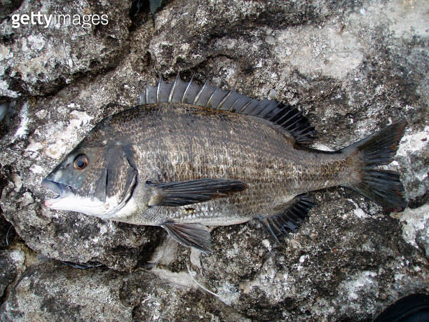 Japanese most popular fishing target saltwater fish “Black sea bream ...