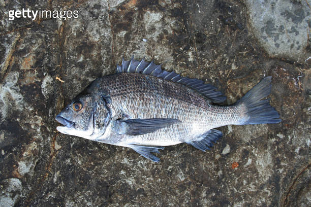 Japanese most popular fishing target saltwater fish “Black sea bream ...