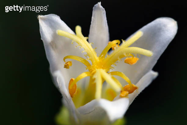 White Japanese native "Toad lily (Tricyrtis hirta)" called "Shugetsu ...