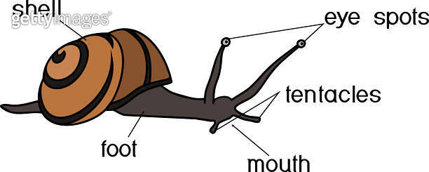 External anatomy of common air-breathing land snail. Structure of White ...