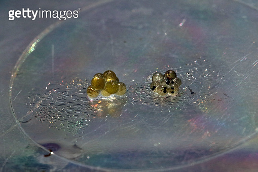 Comparing eggs of Japanese Killifish (left, Oryzias latipes) and Indian ...