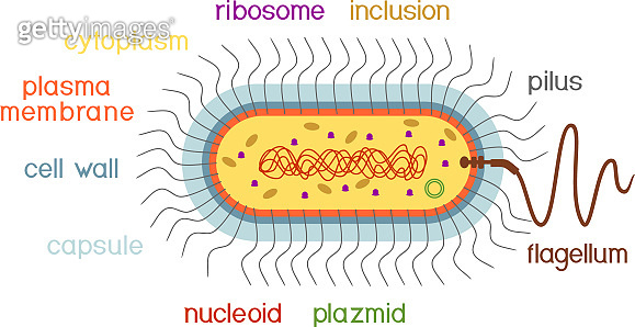 Bacterial cell structure. Prokaryotic cell with nucleoid, flagellum ...