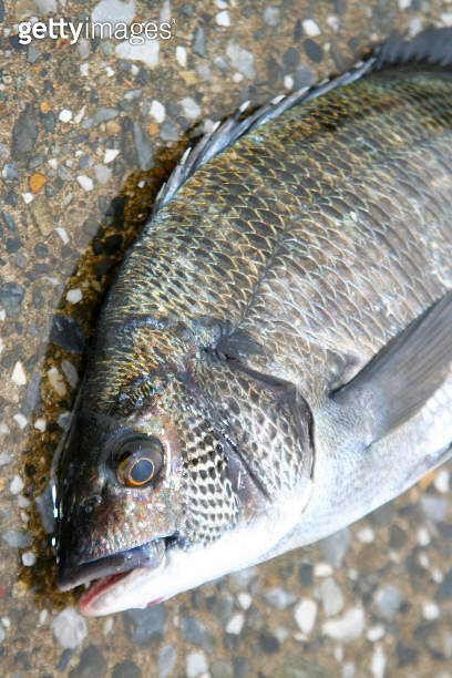 Japanese most popular fishing target saltwater fish “Black sea bream ...