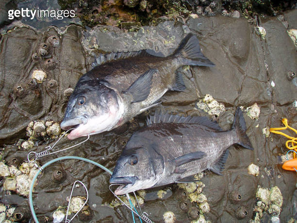 Japanese most popular fishing target saltwater fish “Black sea bream ...