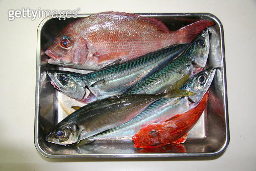Red seabream (Madai), Japanese horse-mackerel(aji) and Searobin ...