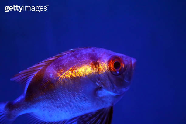 Red colored delicious fish "Longfinned bullseye (Cookeolus japonicus ...