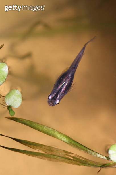 Japanese popular aquarium small Japanese rice fish " Killifish (Oryzias ...