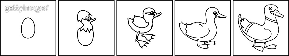 Coloring page with life cycle of bird. Stages of development of wild ...