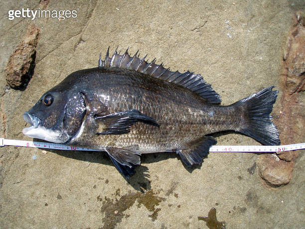 Japanese most popular fishing target saltwater fish “Black sea bream ...