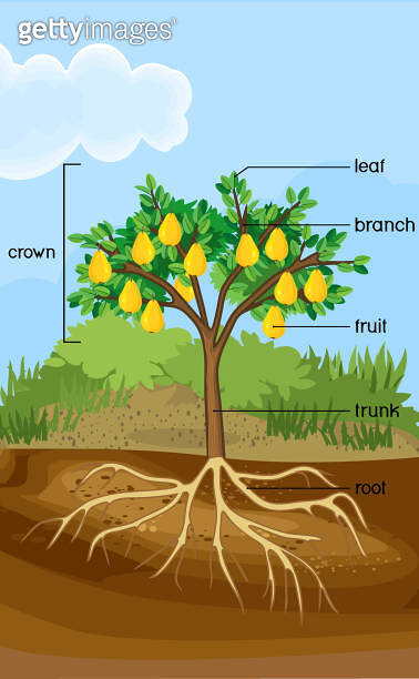 Parts of plant. Morphology of pear tree with root system, leaves ...