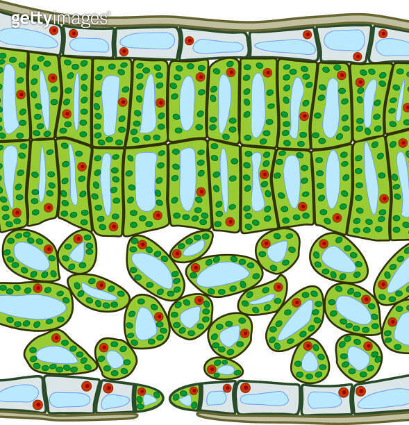 Sectional diagram of plant leaf structure. Cross-section through a leaf ...