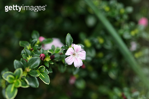 Japanese wild flower "Benichoge(Serissa Japonica)" Englosh name "Tree ...