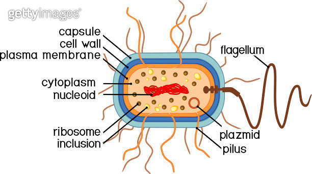Bacterial cell structure. Prokaryotic cell with nucleoid, flagellum ...