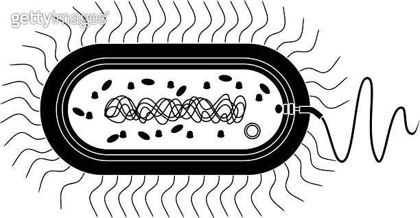 Silhouette of bacterial cell structure. Prokaryotic cell with nucleoid ...