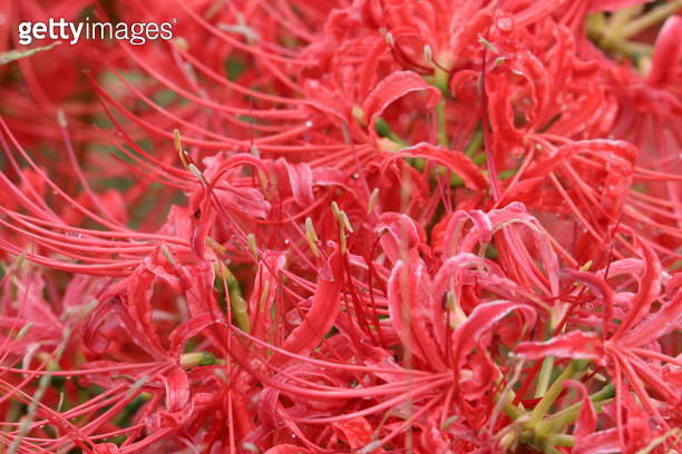 Red pink "Cluster amaryllis(Lycoris radiata)" or "Red spider lily ...