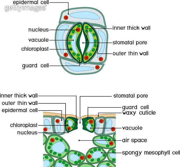 Stomatal complex and section view of stomate and plant leaf structure ...