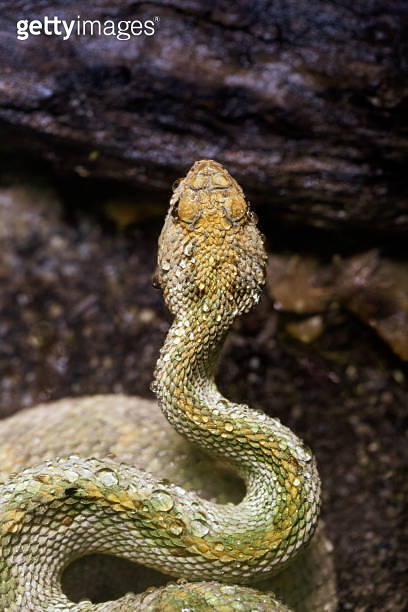Overhead view of venomous snake (1431055641) - 게티이미지뱅크