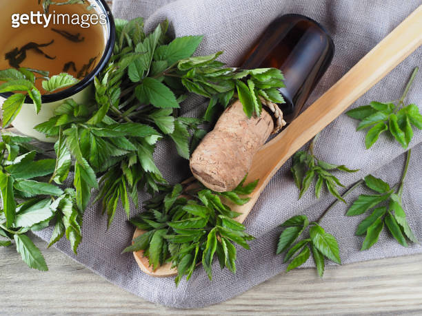 Fresh young leaves of bishop's weed snyt, tincture in a bottle, tea on ...