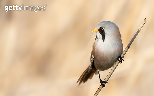 Bearded reedling, Panurus biarmicus. The male sits on a reed stalk on ...