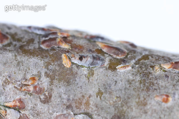 Apple mussel scale or oystershell scale (Lepidosaphes ulmi) is a ...