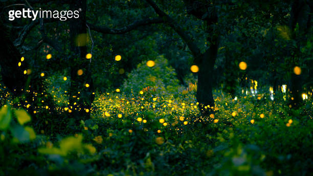 Firefly flying in the forest. Fireflies in the bush at night at ...