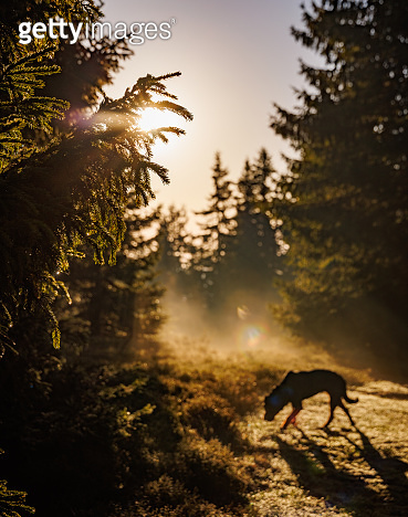 Animal resembling a wolf or a dog walks through a spruce forest with ...