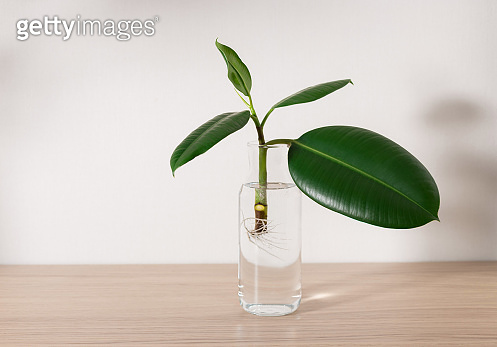 Ficus elastica seedlings with roots against white wall with shadows 이미지 ...