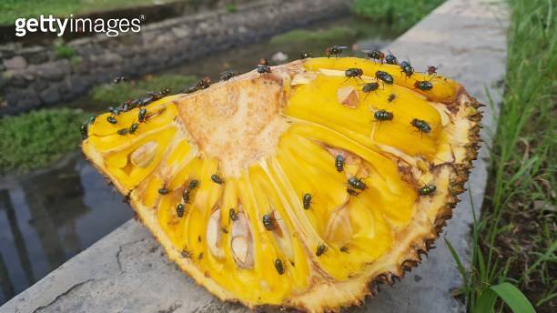 jackfruit covered in flies 이미지 (1358580063) - 게티이미지뱅크