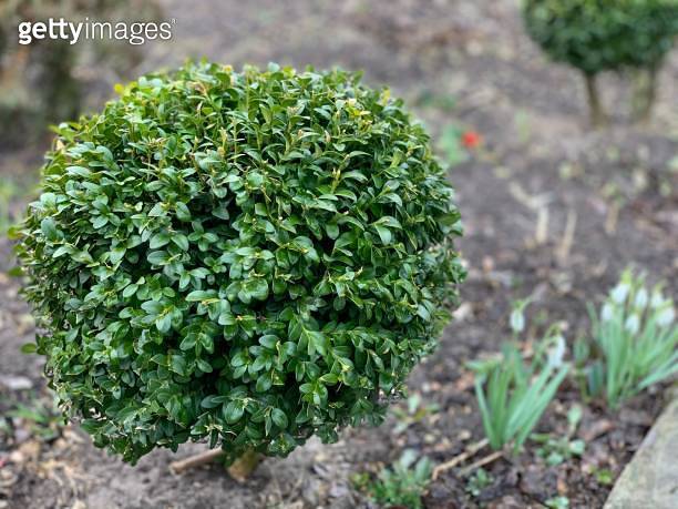 Green round bush in nature park. 이미지 (1387974722) - 게티이미지뱅크